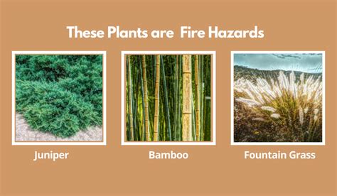 Essential Guide To Fire Fuel Reduction In The Sf Bay Area