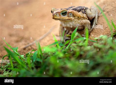 Frog Standing On Clay Cracked Ground Cane Toad Rhinella Diptycha Specie Also Known As Cururu