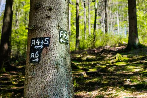 무료 이미지 꼬리 햇빛 잎 트렁크 녹색 자작 나무 가을 시즌 낙엽 작은 숲 삼림지 서식지 생태계 자연 환 경 우디 식물 육상 식물