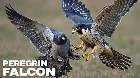 10 Incredible Facts About Peregrine Falcons Worlds Fastest Bird Youtube