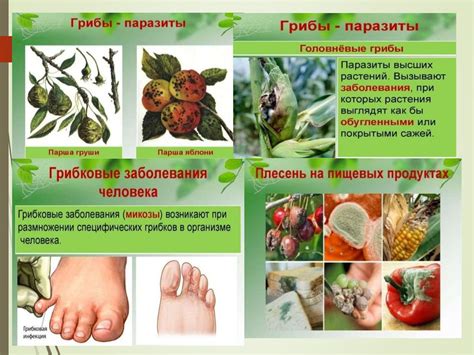 Вирусология Вирусы Опасность вирусов для живых организмов Эпидемия Пандемия Царство Грибы