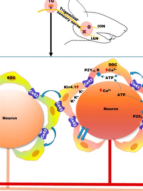 Satellite Glial Cells 2048x2732 Wallpaper