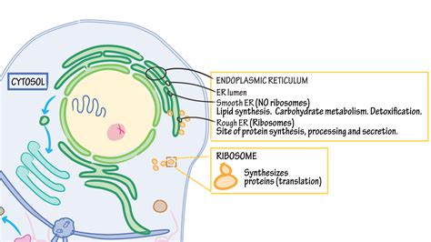 Drawing Picture Of Endoplasmic Reticulum The Endoplasmic Reticulum Is The Site Of Biosynthesis