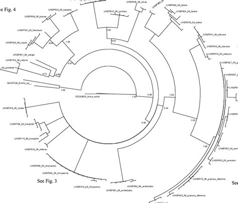 Bayesian Inference Phylogeny Based On 655bp Of COI For 111 Specimens Of Download Scientific