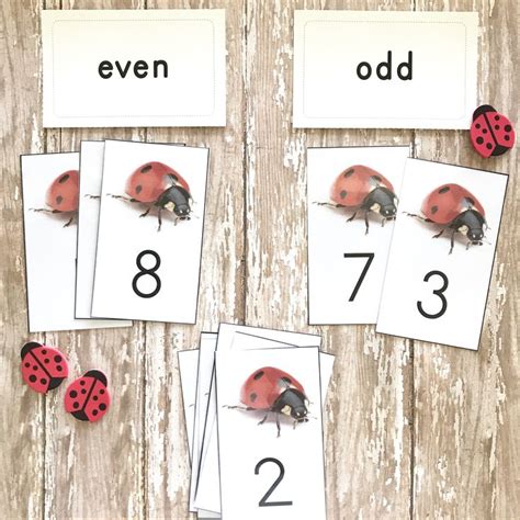 Ladybug Math Ladybug Unit Ladybug Even And Odd Will Smith