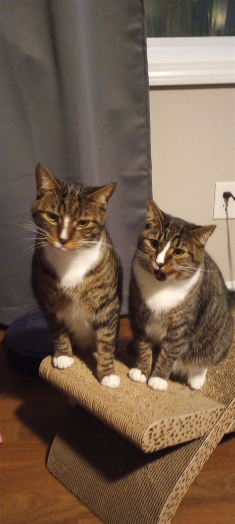 My Two Derpy Babies 😝😲 Ranimalsbeingderps