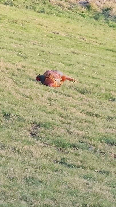 Pheasent Youtube