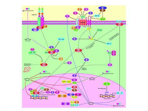 A Schematic Representation Of The Crosstalk Between MicroRNAs And The