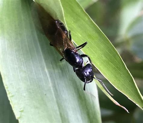 Ant Camponotus Bugguide Net