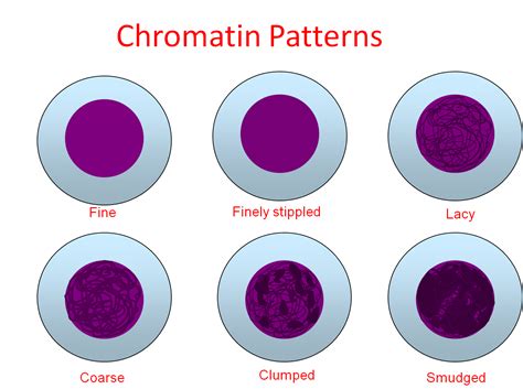 Different Types Of Chromatin Pattern In Cells