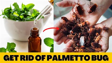 How To Get Rid Of Palmetto Bugs Away Of The Porch And House Youtube