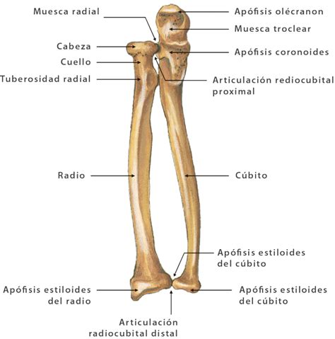 Unidad Didáctica 7 El Sistema Esquelético Licenciatura En Enfermería Y Obstetricia