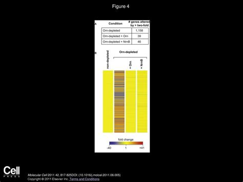 Nanornas Prime Transcription Initiation In Vivo Ppt Download