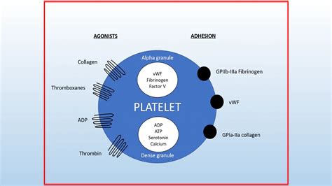 Platelet Disorders Xececl Pptx Mansour Pptx