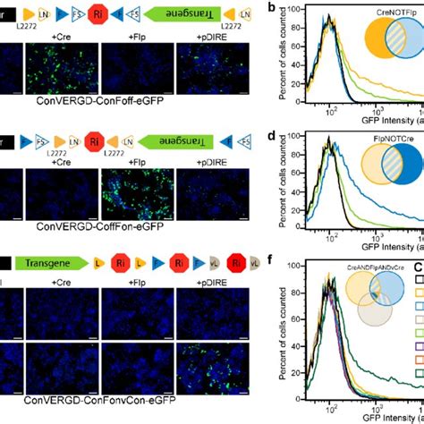 convergd based monosynaptic rabies tracing reveals inputs onto pdyn