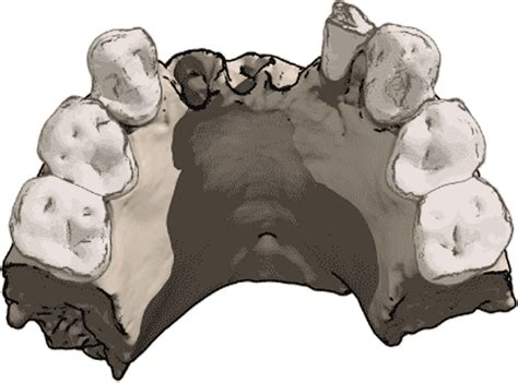 Australopithecus Bahrelghazali 2 Generalized Australopiths—43 To