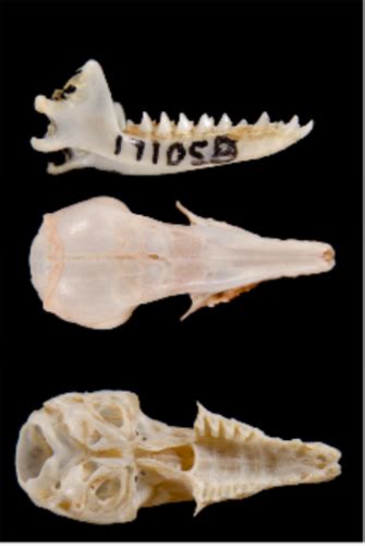 Ecol 485 Locomotion Afrosoricida Macroscelidea Proboscidea