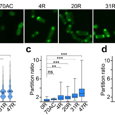 Rna Condensate Formation In Living Bacterial Cells A Confocal Download Scientific Diagram