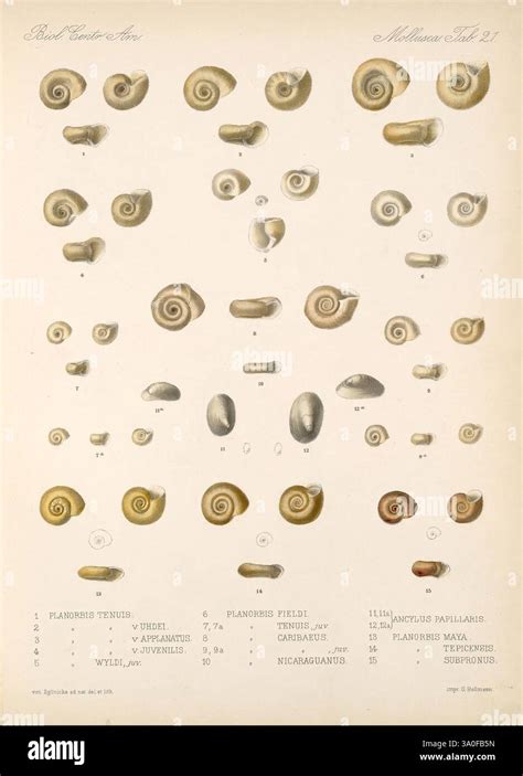array of detailed illustrations of various snail shells hi res stock