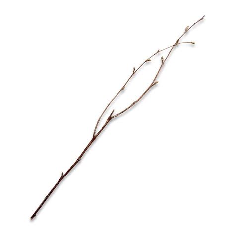 Clipart Freeuse Download Image Png Cerealsoup Wikia Twig Stick Png