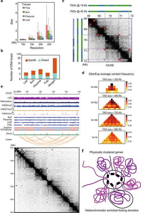 Chromatin Folding Domains Are Frequently Demarcated By Gene To Gene