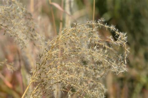 Chinese Silver Grass Far East Stock Image Image Of Japanese Nature 322576383