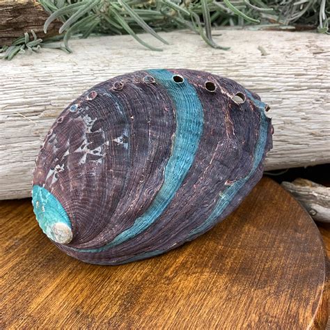 Abalone Shell Spirit Magicka