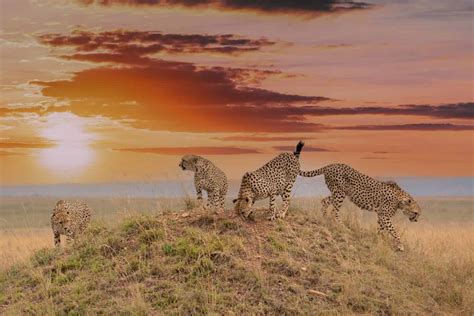 What Are Cheetahs Diet Ledwaterdesigns