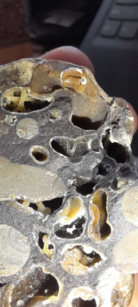 Is This A Worm Colony Fossil Some Interesting Crystalized Structures