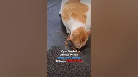 Kucing Oyen Lucu #kucinggemoy #oyen #oyenlucu #kucinglucu #funnycats #catlover #kucingimut # ...