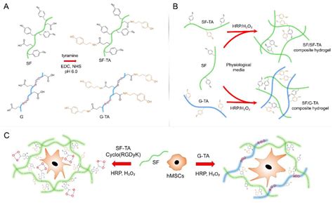 Enzymatically Crosslinked Silk And Silk Gelatin Hydrogels With Tunable Gelation Kinetics