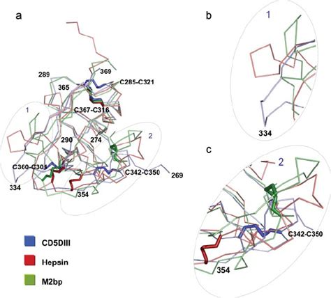 Comparison Of Srcr Domain Group A And Group B Structures A C ␣ Download Scientific Diagram