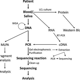 Variability Of Midline Scalp Defects A Year Old Girl With JBS Download Scientific