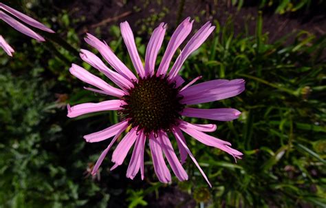 Echinacea Simulata Asteraceae
