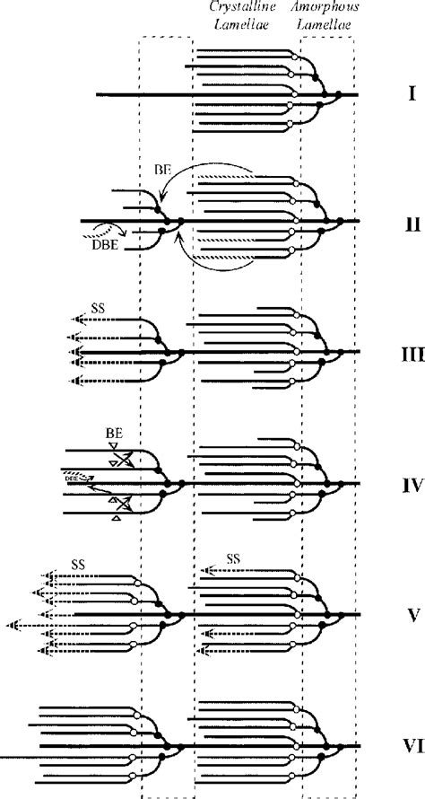 A Model For The Synthesis Of Amylopectin Cluster In Rice Endosperm I Download Scientific