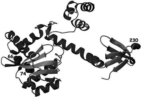 3d Model Of Hiv 1 In Model Of The Structure Of The In Enzyme With