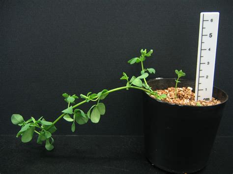 Lotus Japonicus Database