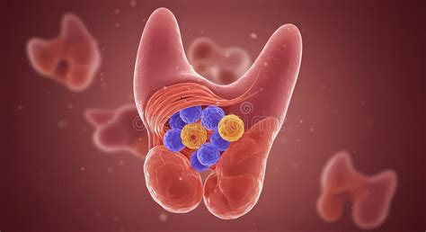 Thyroid Gland Follicle Illustration Showing Colloid And Thyroglobulin Production Stock