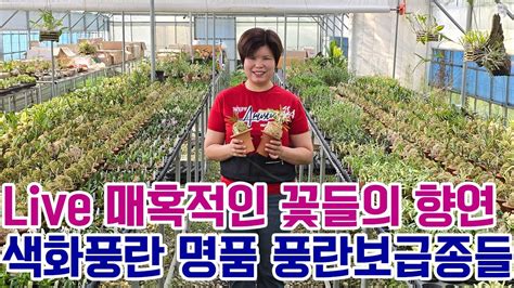 생방으로 보는 매혹적인 꽃들의 향연 색화풍란 명품 풍란보급종들 그외 착한석곡 보급종도 함께 보여드려요 얼릉 업어가세요 꽃밭에서 난원 Youtube