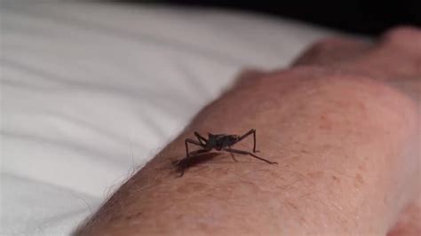 [video] what you need to know about kissing bugs muhammad waqas