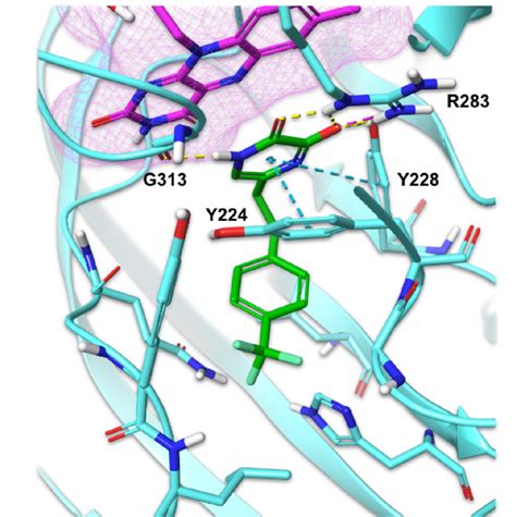 Crystal Structure Showing The Binding Mode And Interactions Of Compound Download Scientific