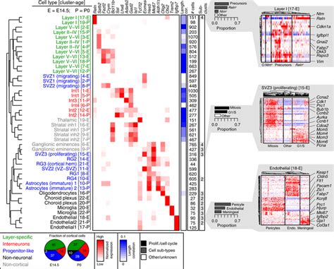 Characterization Of Cell Types In The Developing Cortex Cell Types Download Scientific Diagram