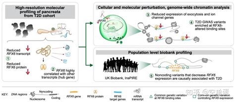 Nature 糖尿病研究的全新视角：空间单细胞蛋白组解析2型糖尿病的胰岛组织微环境 知乎