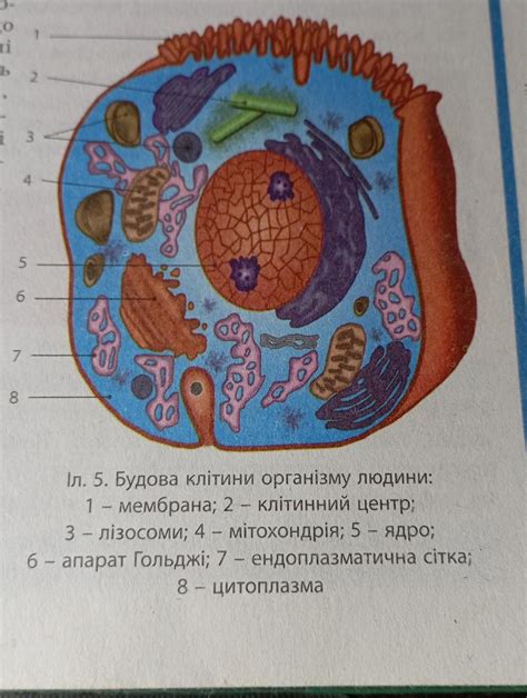 ЗАПОВНИТИ ТАБЛИЦЮ Назва Особливості Біологічні органели її будови функції Школьные Знания Com