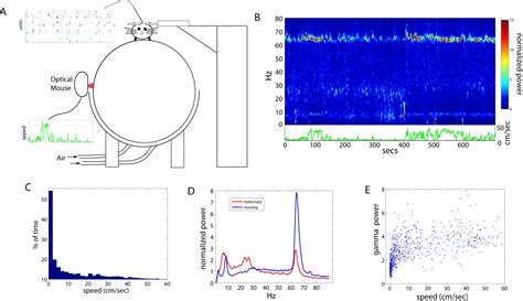 Modulation Of Visual Responses By Behavioral State In Mouse Visual