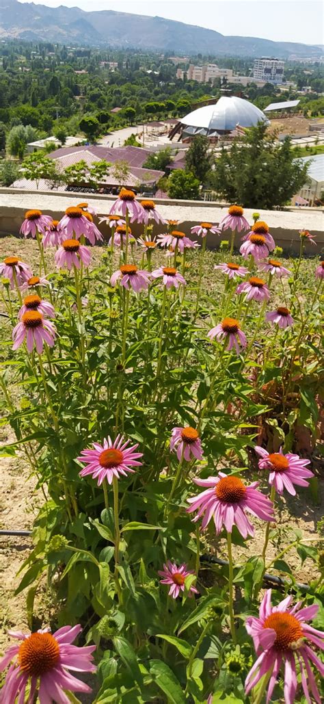 Afyonkarahisar Tıbbi Ve Aromatik Bitkiler Merkezi