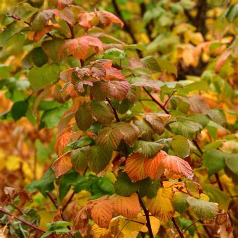 What To Do With Blackberry And Raspberry Plants In The Fall