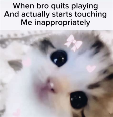 50 Ridiculously Cute Cat Memes That Can Brighten Your Day