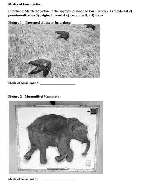 Solved Modes Of Fossilization Directions Match The Picture