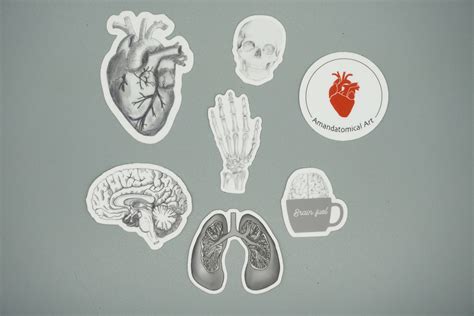 Anatomy Sticker Pack Anatomy Sticker Medicine medical | Etsy